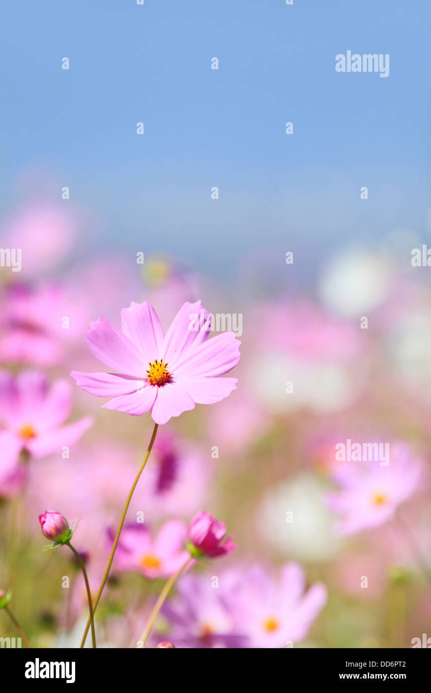 Cosmos and blue sky Stock Photo - Alamy