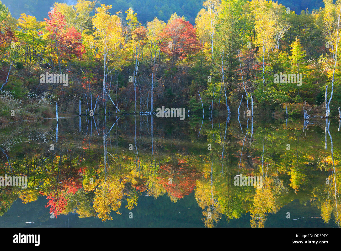 Trees reflected on water in Autumn Stock Photo - Alamy