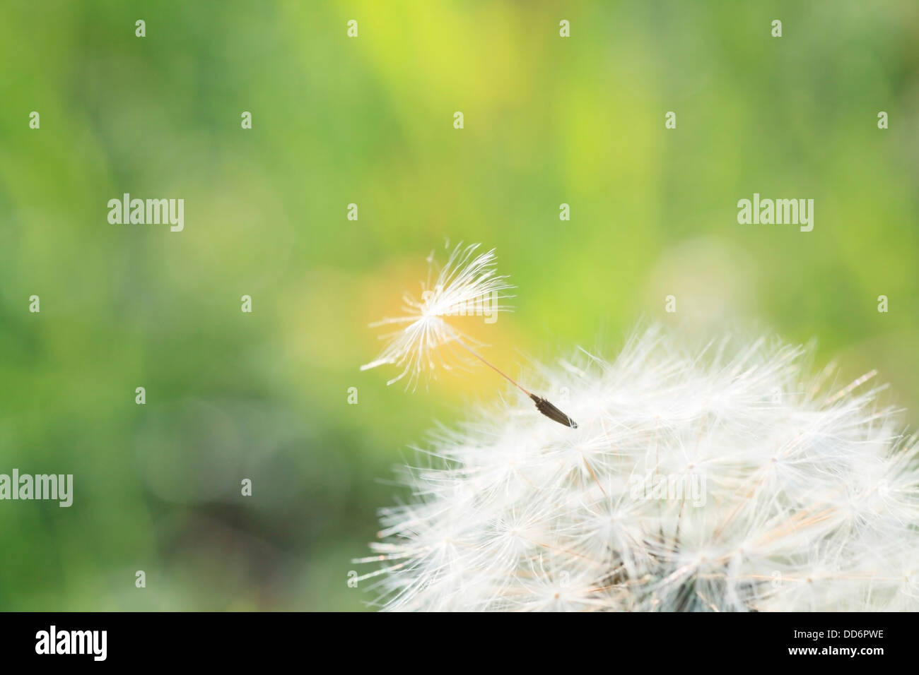 Seeds flying off hi-res stock photography and images - Alamy