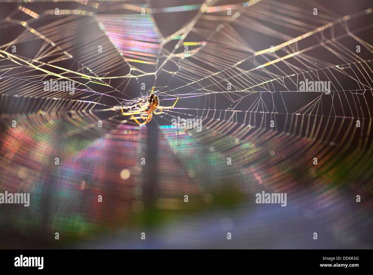 Spider and web Stock Photo - Alamy