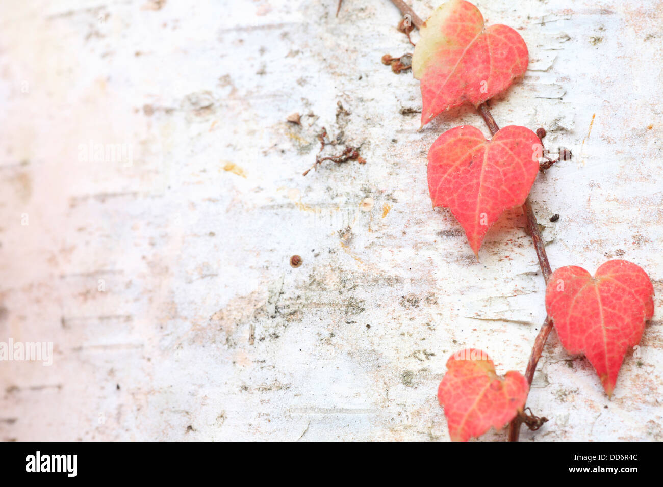 White birch tree maple leaves hi-res stock photography and images - Alamy