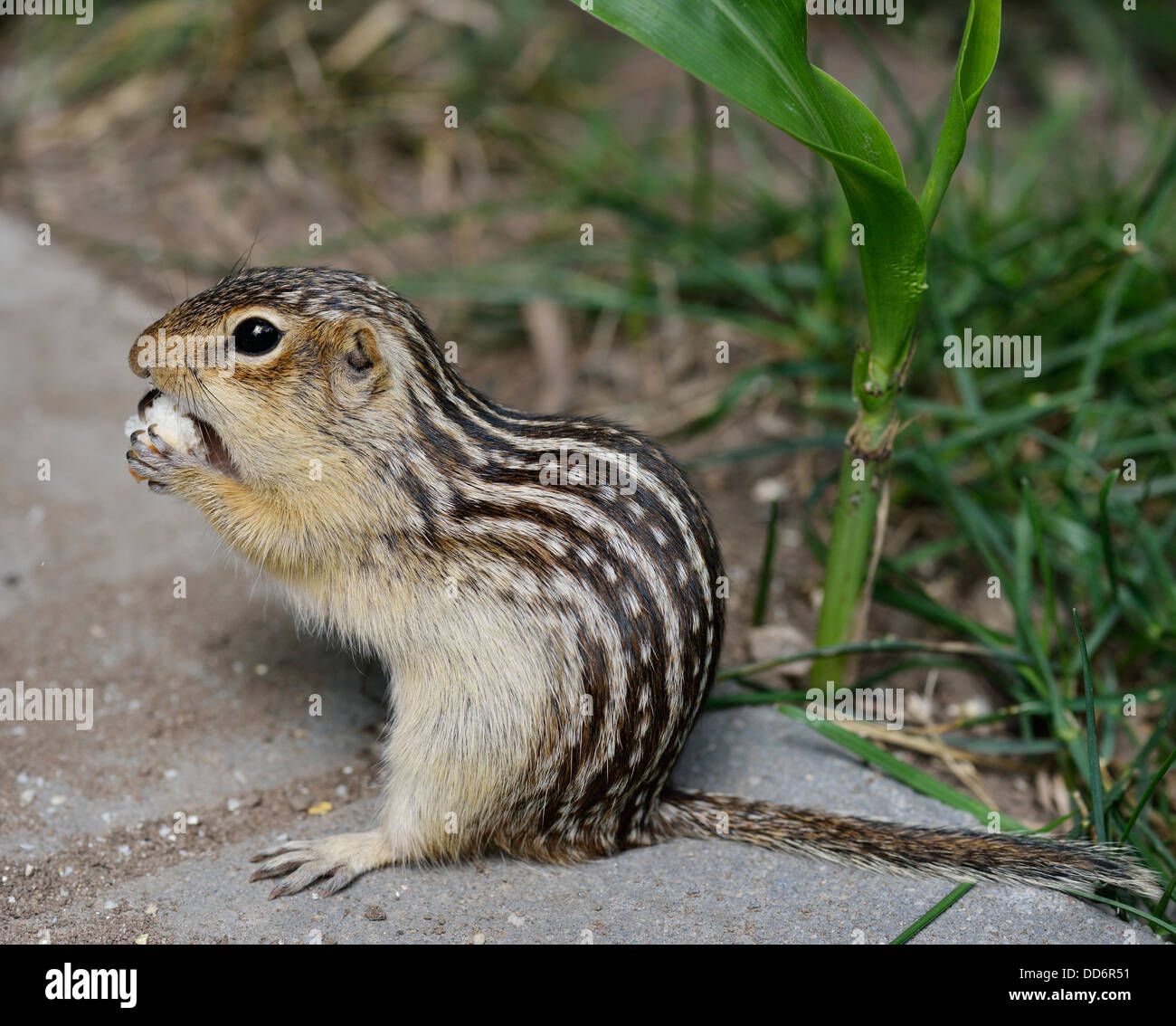 Thirteen Lined Ground Squirrel