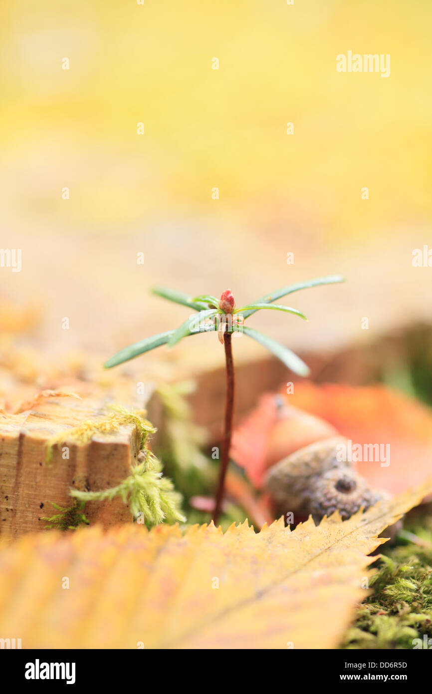 Bud sprouting from stump Stock Photo - Alamy