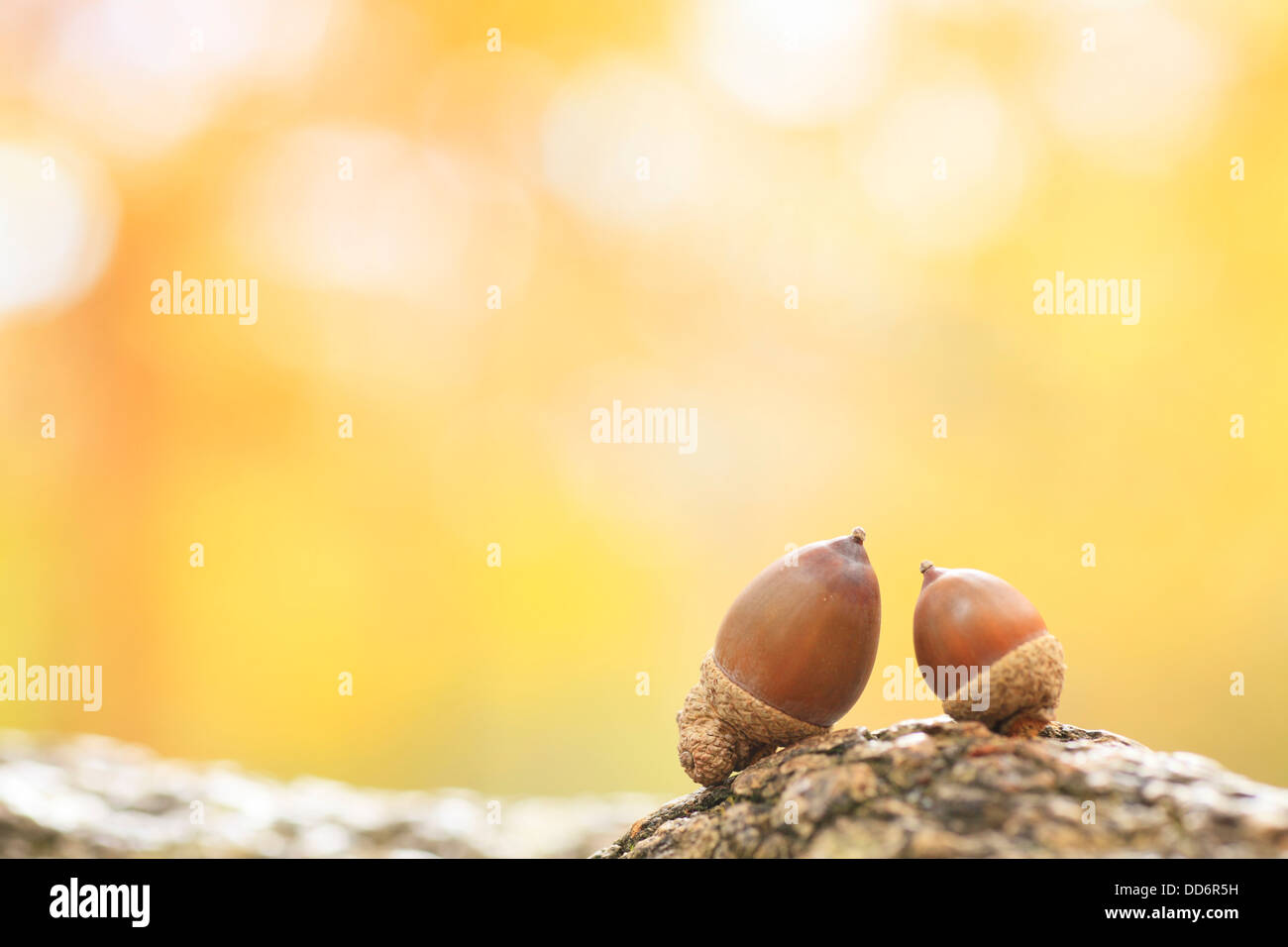 Acorns on tree hi-res stock photography and images - Alamy