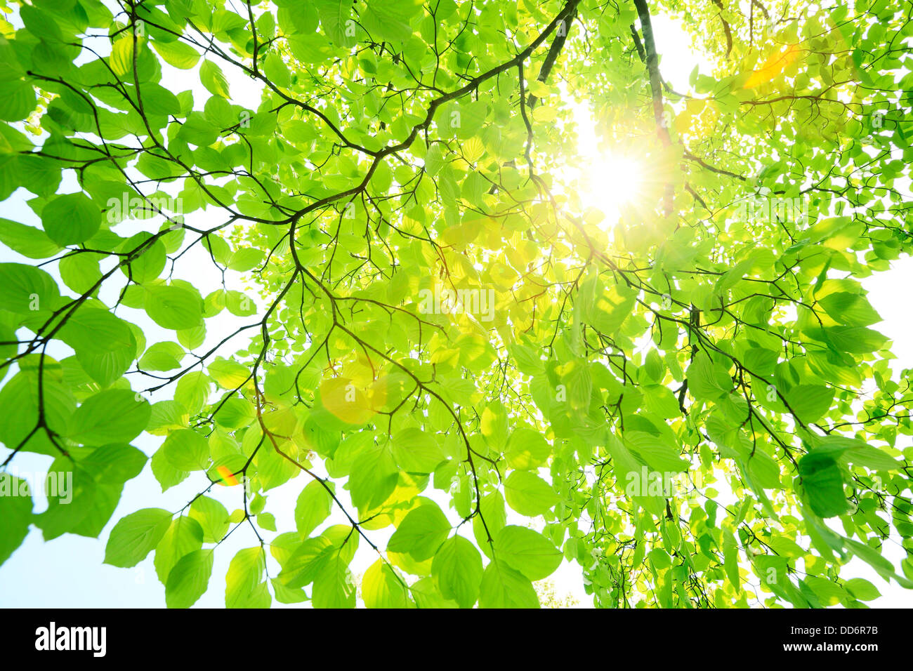 Sunlight Through Leaves