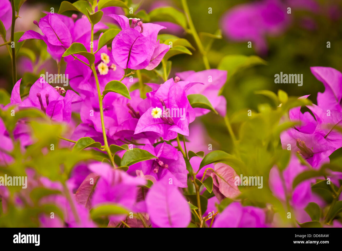 bougainvillea flower in garden Stock Photo - Alamy