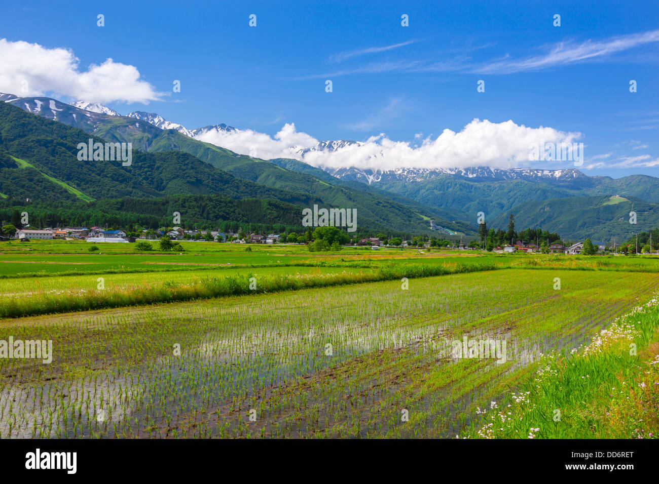 Hakuba mountain range and rice field, Nagano Prefecture Stock Photo - Alamy