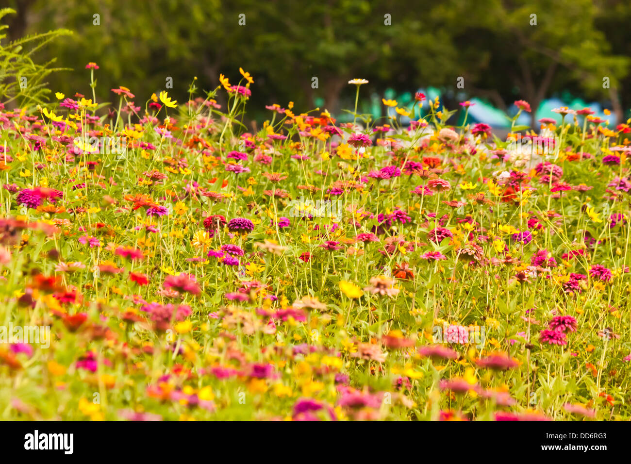 beauty of flower in garden Stock Photo - Alamy