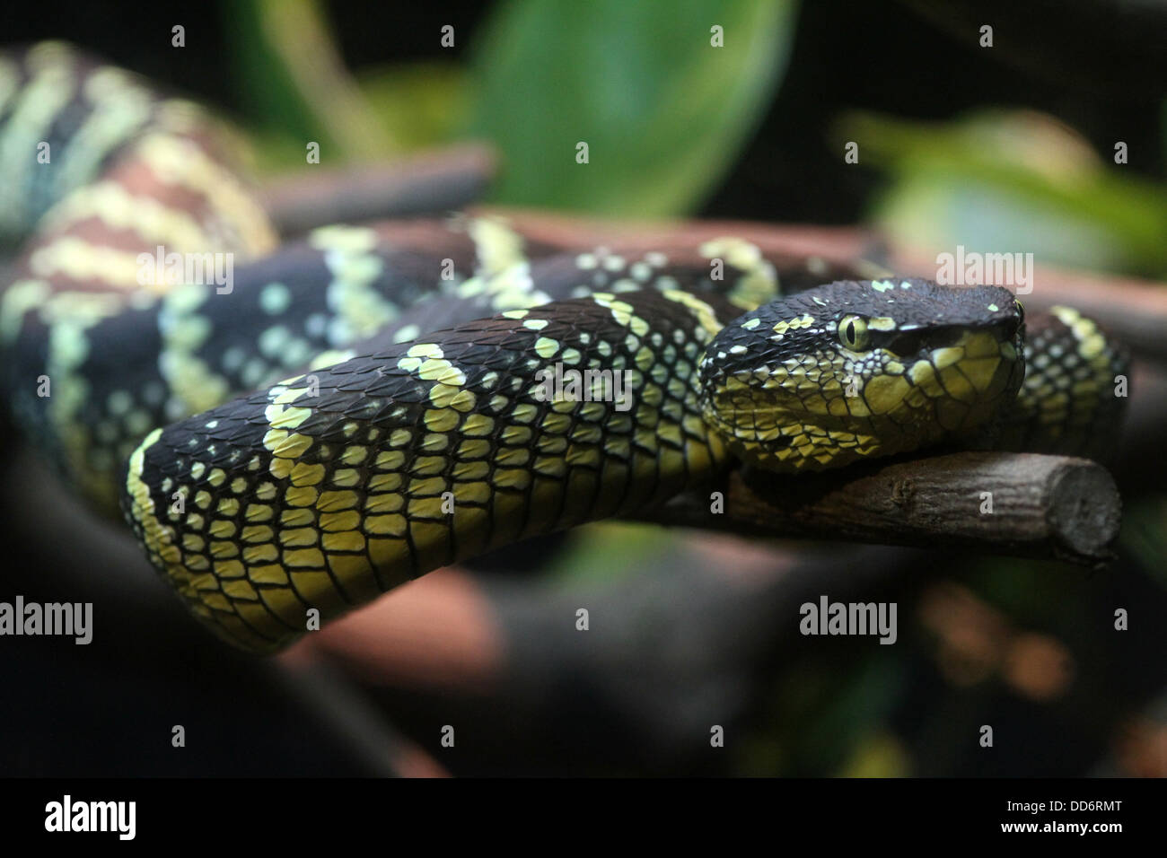 Candy snakes isolated against a white background Stock Photo - Alamy