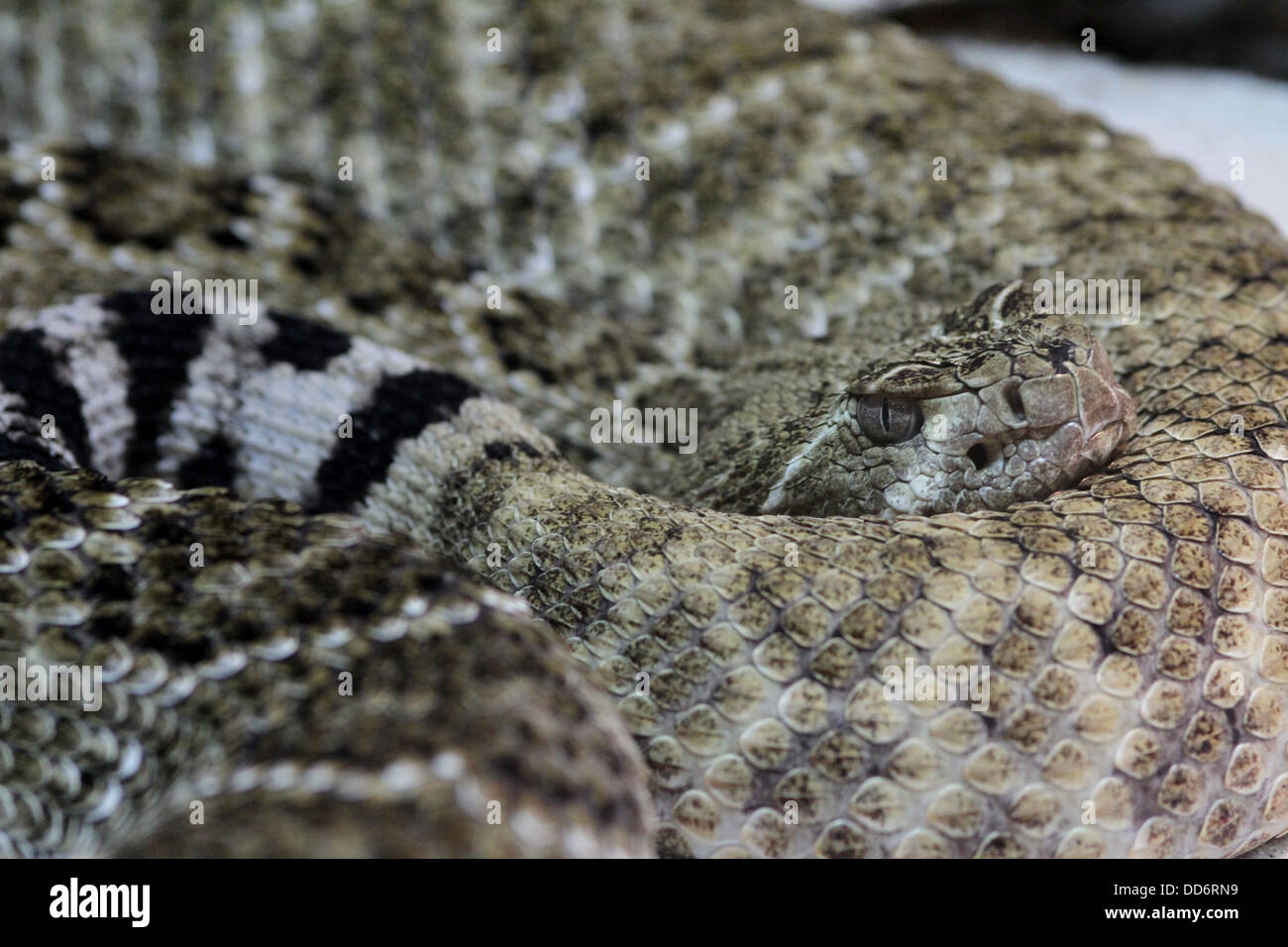 Candy snakes isolated against a white background Stock Photo - Alamy