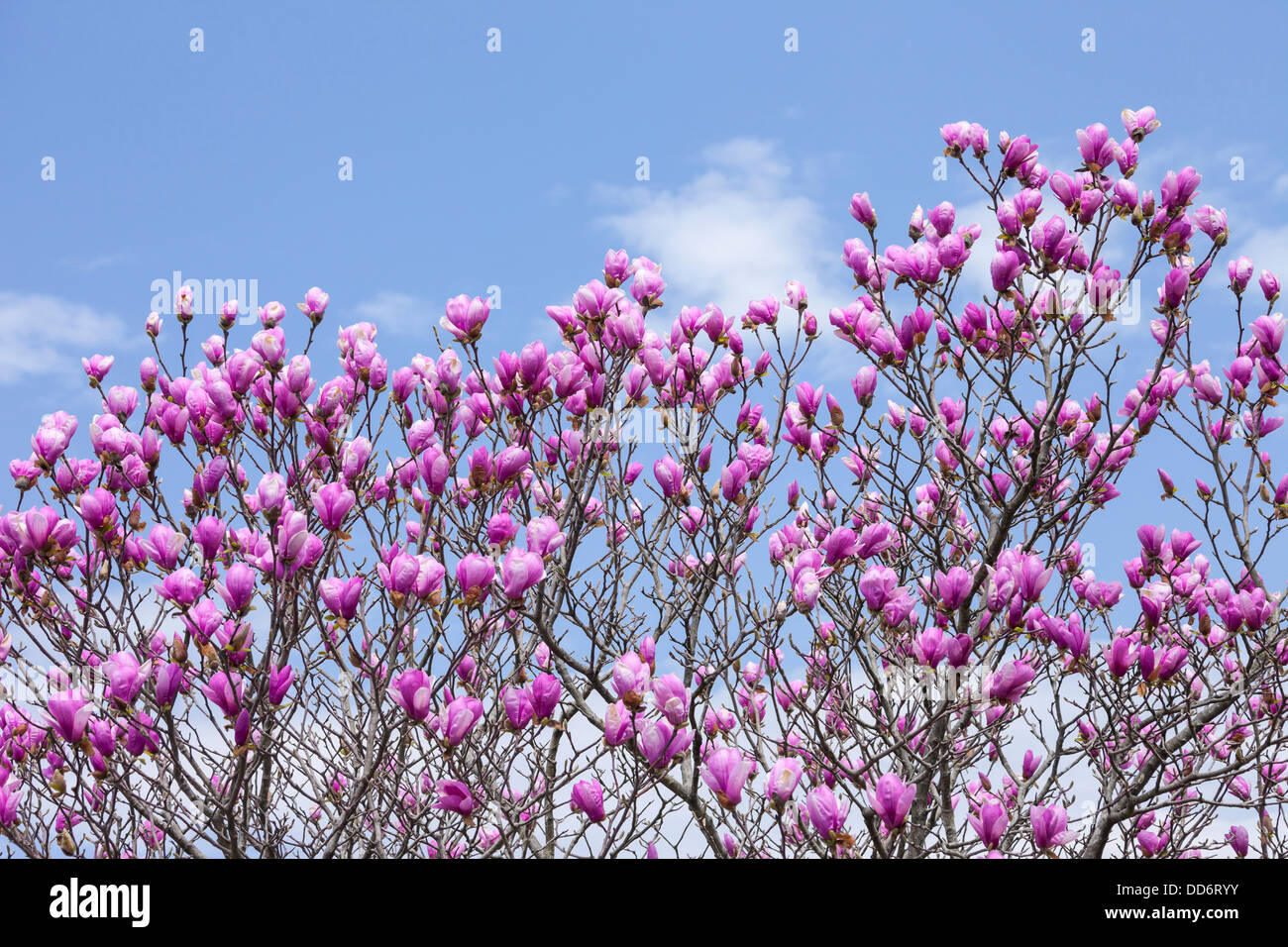 Red magnolia flowers and sky Stock Photo - Alamy