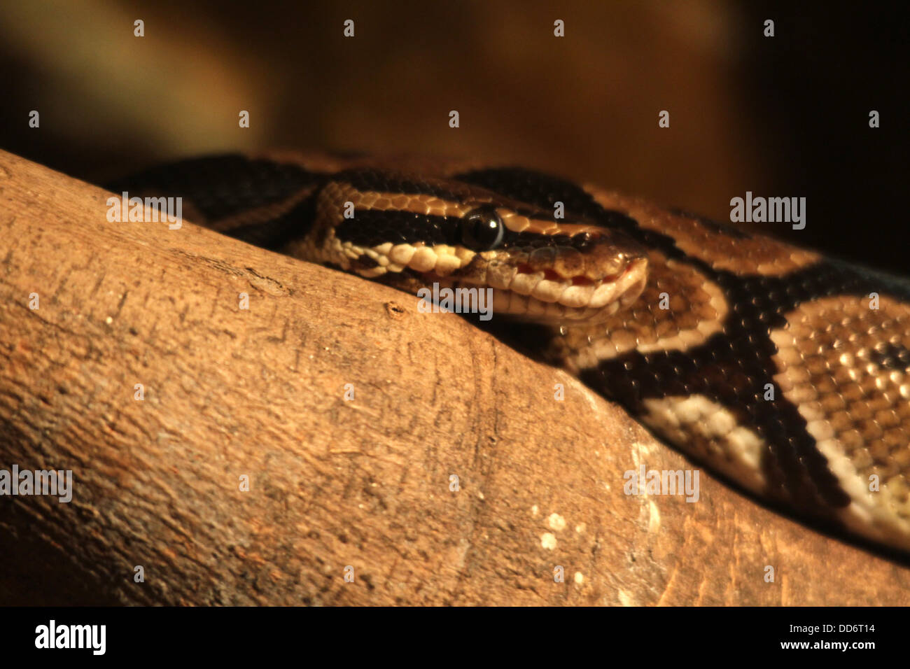 Candy snakes isolated against a white background Stock Photo - Alamy