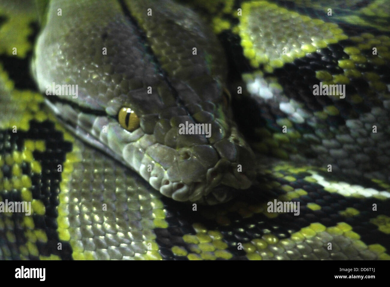 Candy snakes isolated against a white background Stock Photo - Alamy