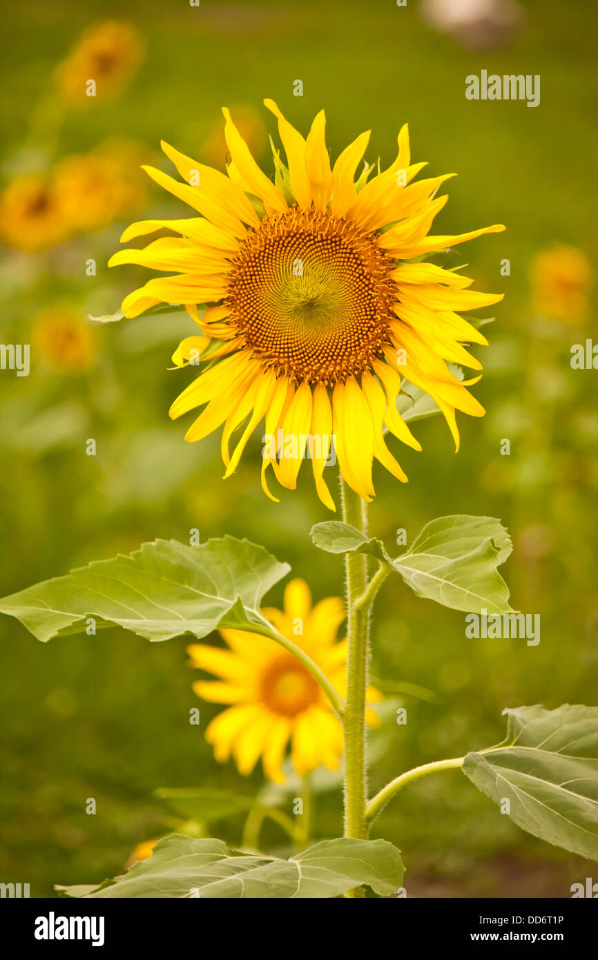 Single sunflower in country garden hi-res stock photography and images ...