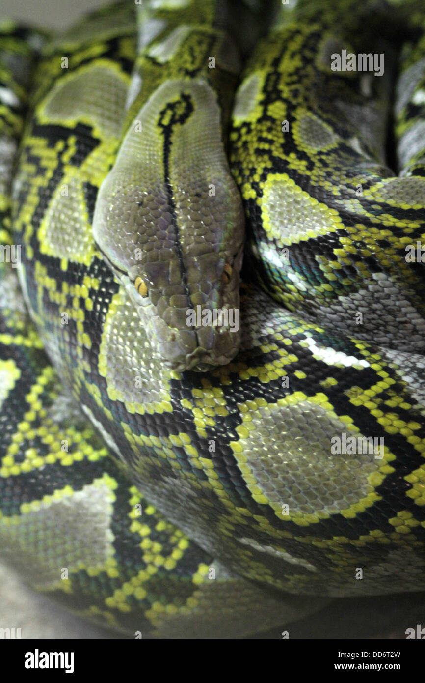 Candy snakes isolated against a white background Stock Photo - Alamy