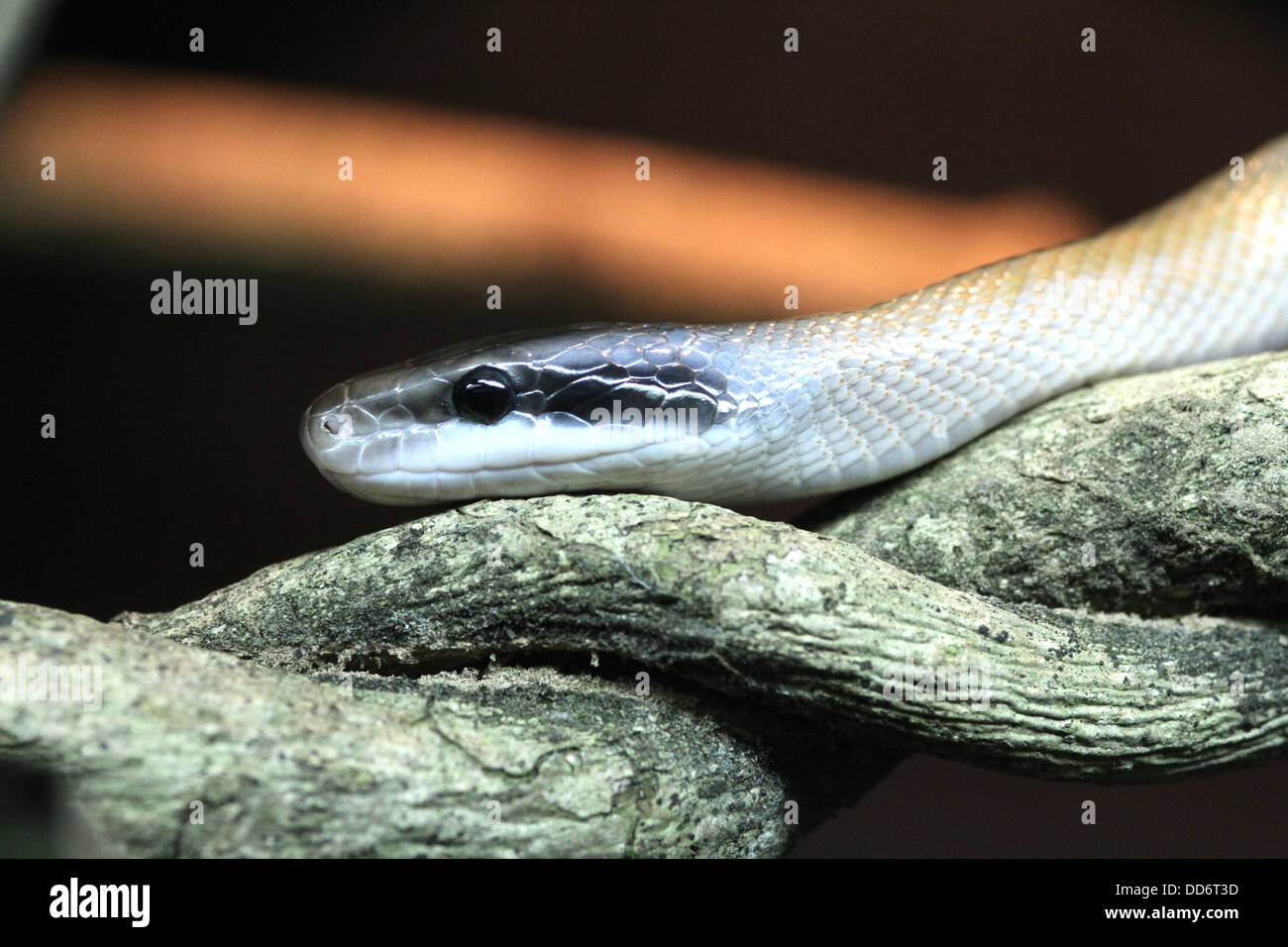 Candy snakes isolated against a white background Stock Photo - Alamy