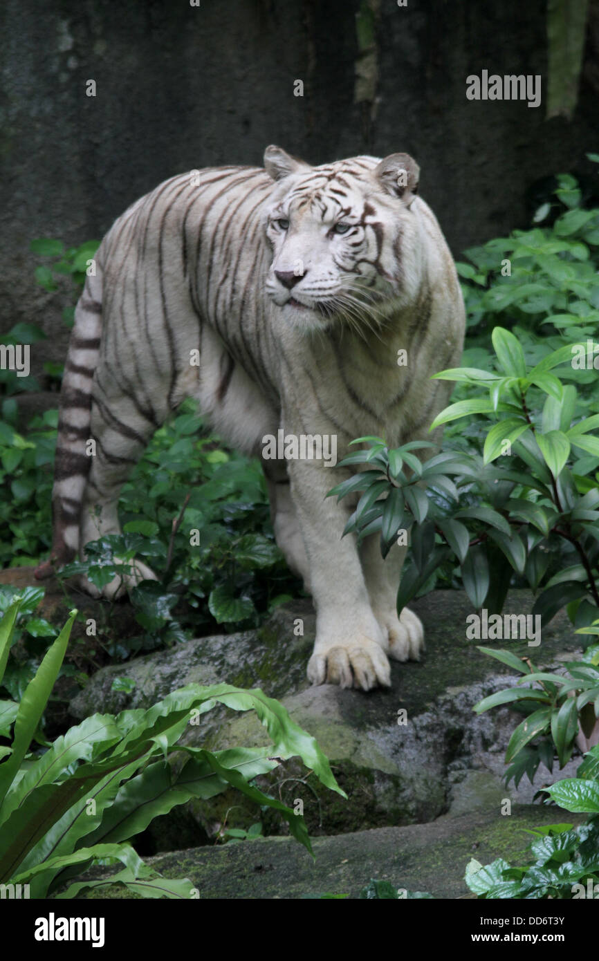 A wild life shot of a white tiger in captivity Stock Photo - Alamy