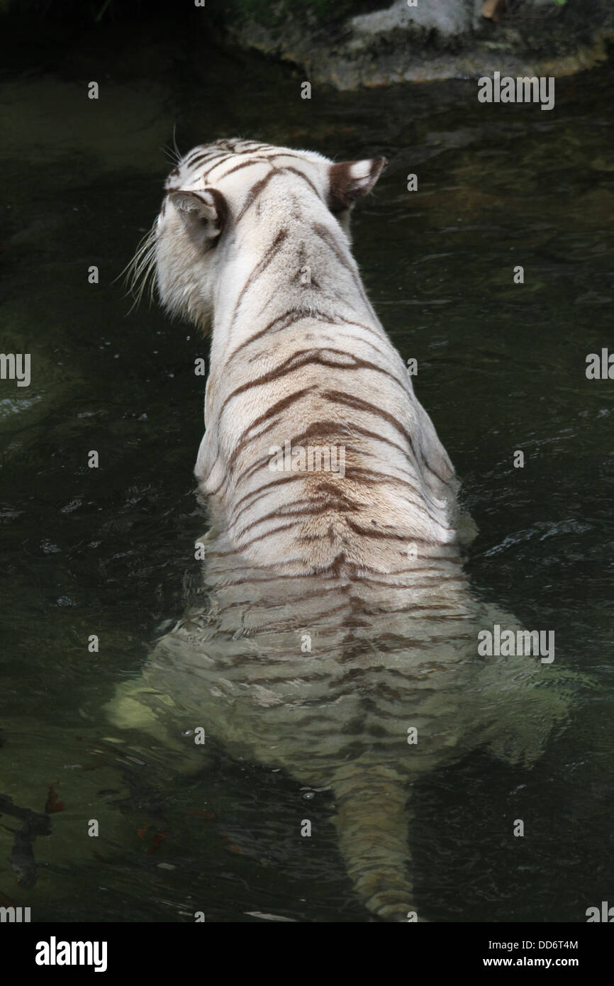 A wild life shot of a white tiger in captivity Stock Photo - Alamy