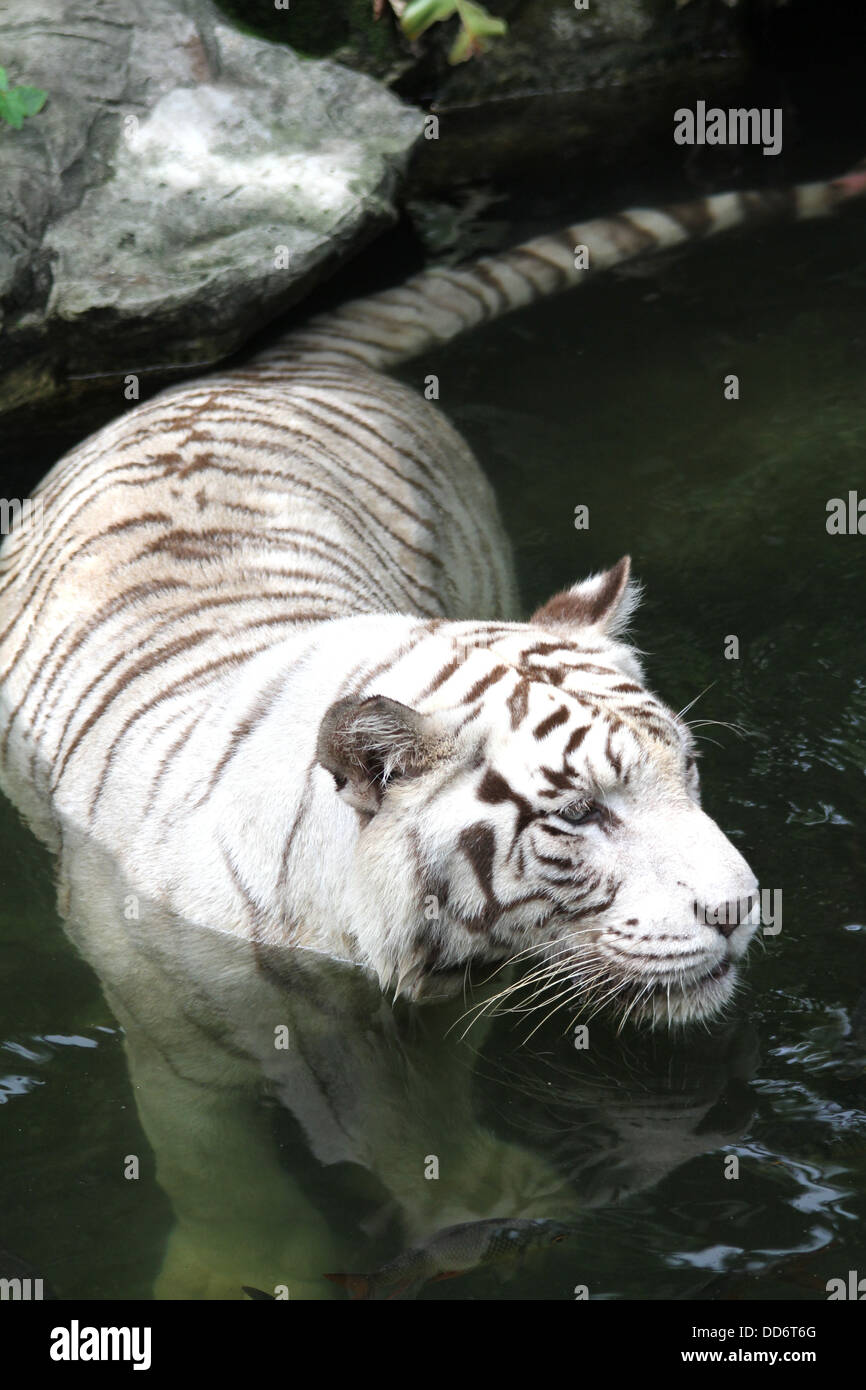 A wild life shot of a white tiger in captivity Stock Photo - Alamy