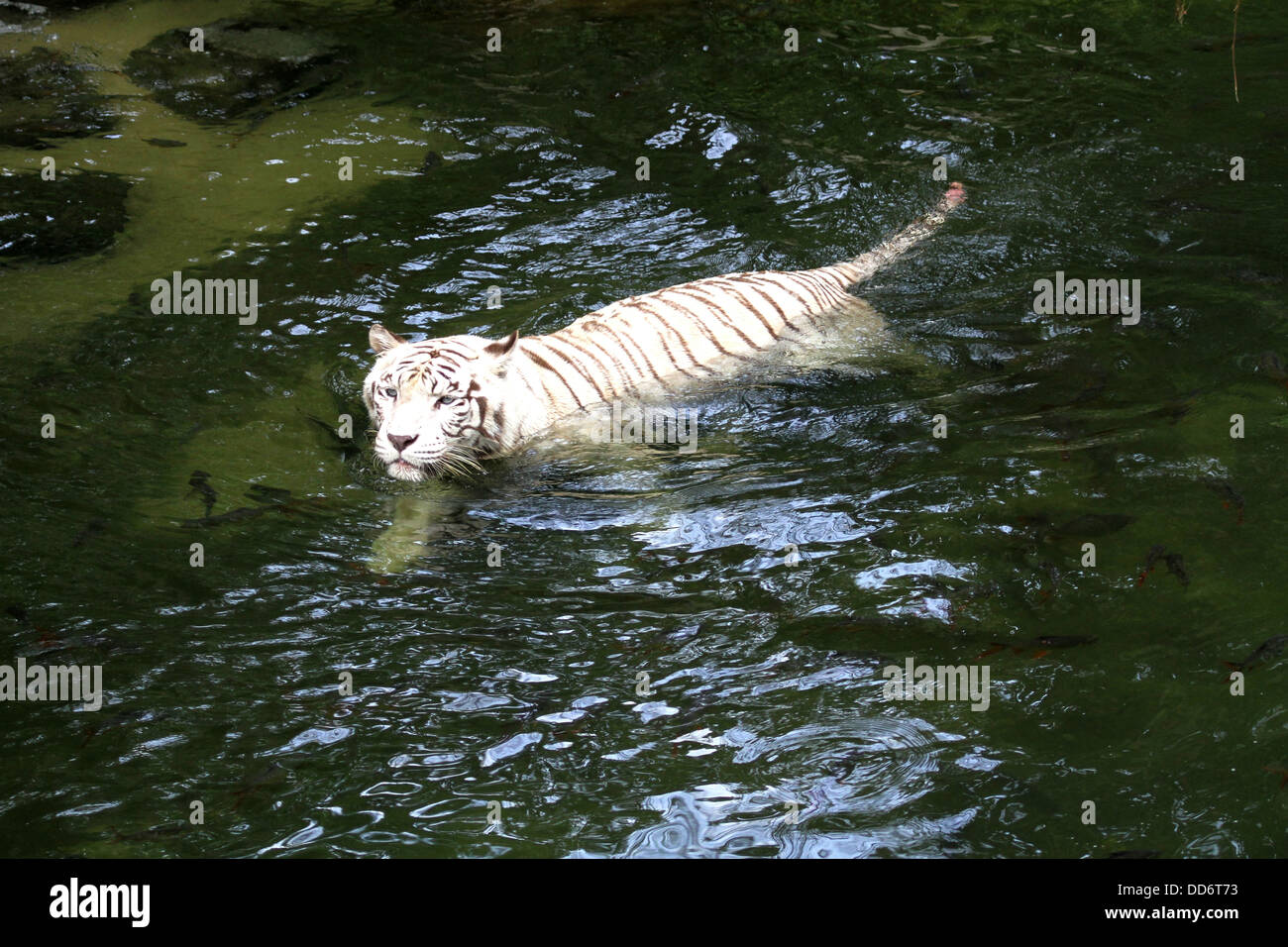 A wild life shot of a white tiger in captivity Stock Photo - Alamy