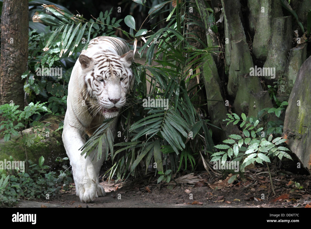 A wild life shot of a white tiger in captivity Stock Photo - Alamy