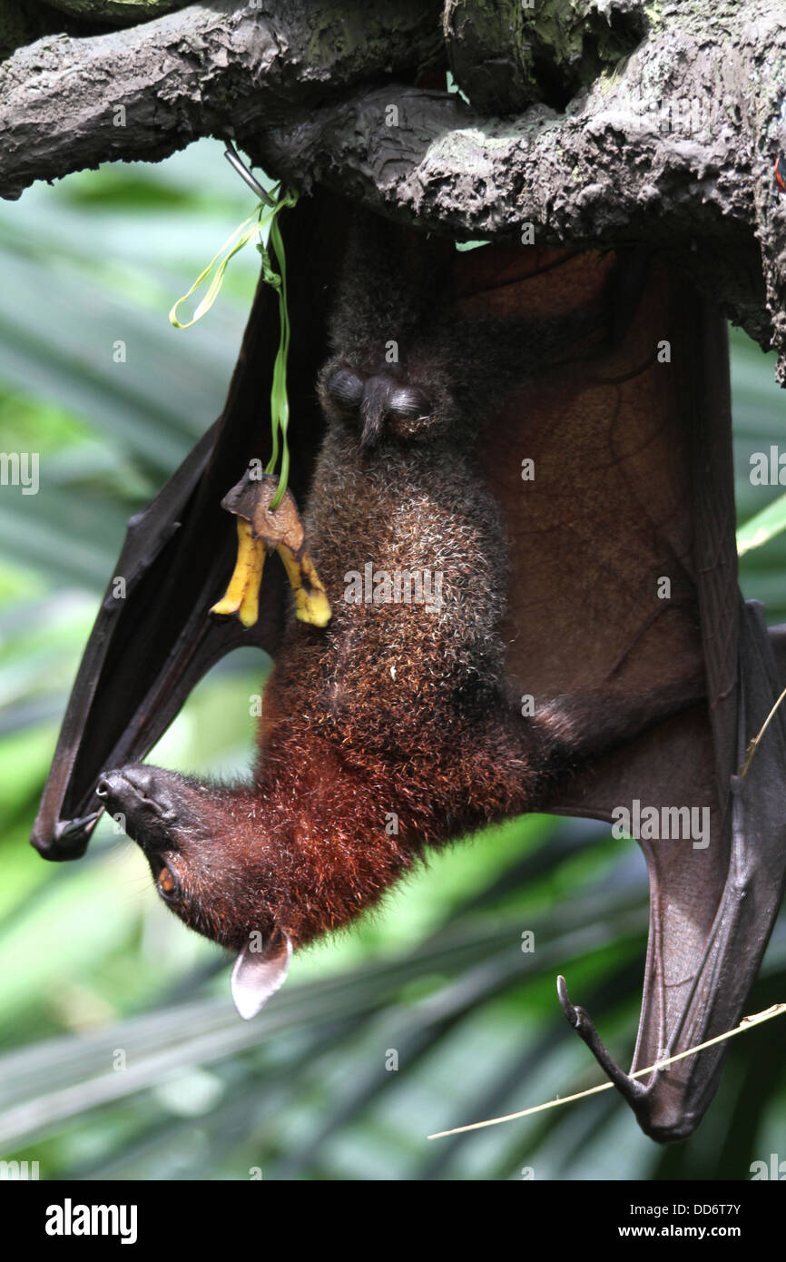 Flying Fox Bat Female High Resolution Stock Photography and Images - Alamy