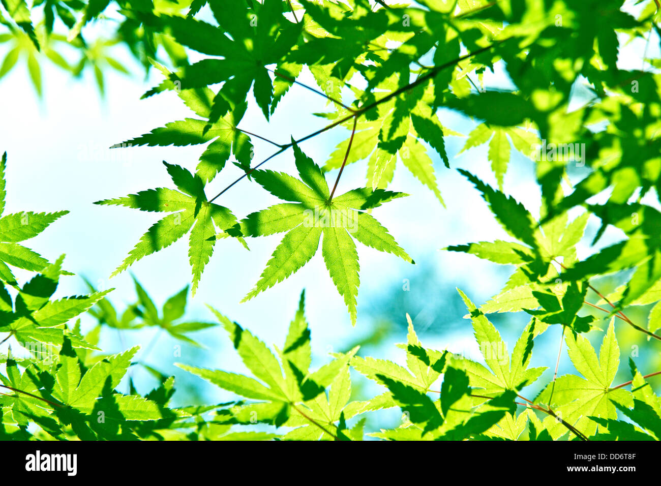 Green maple leaves Stock Photo - Alamy