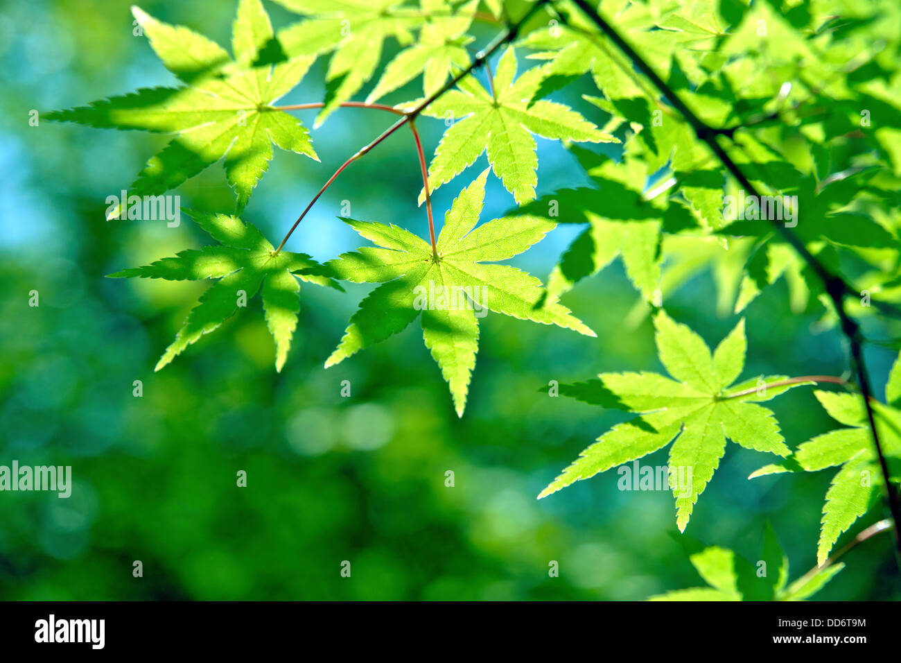 Green maple leaves Stock Photo - Alamy