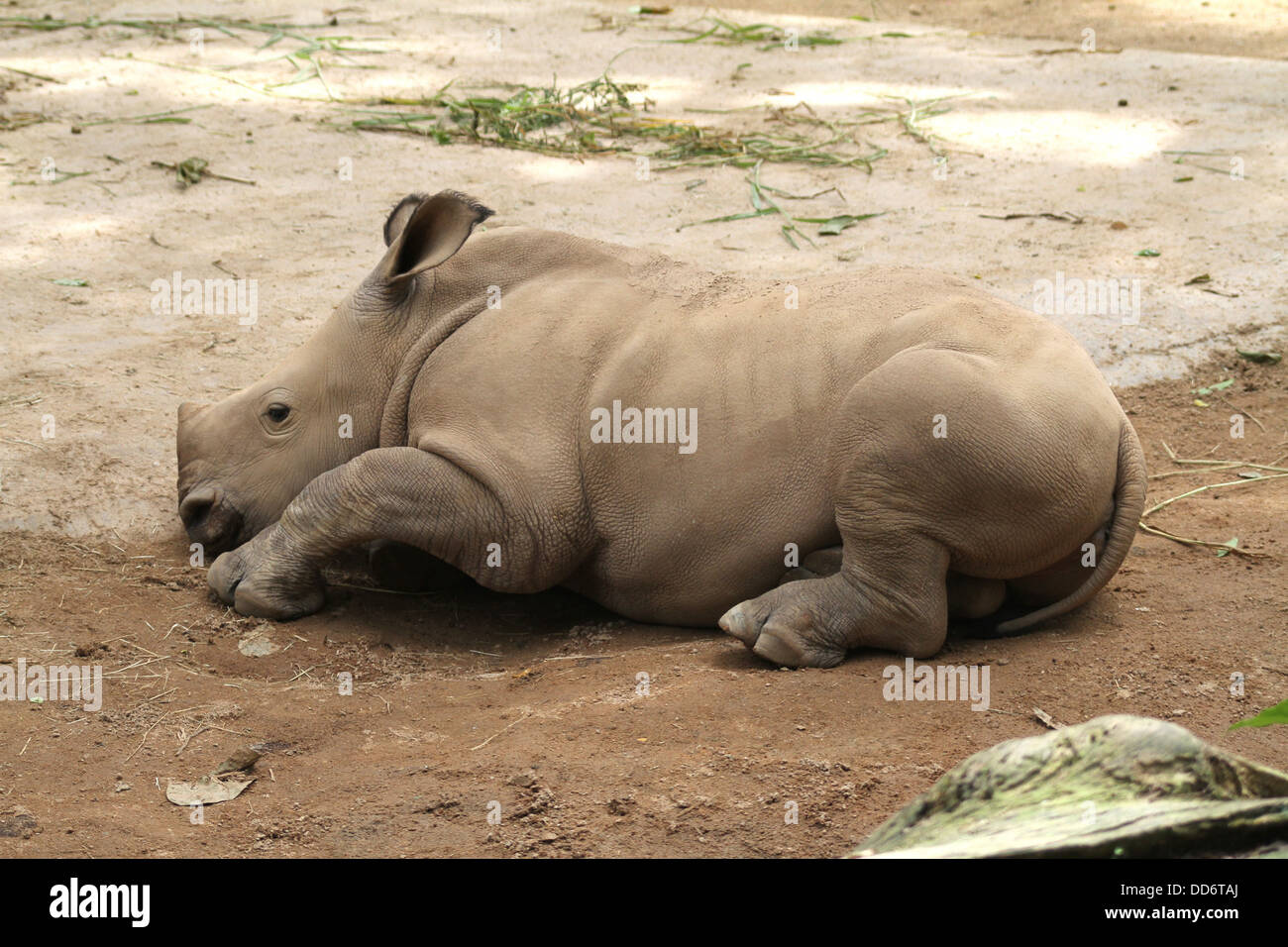 A shot of rhinos in captivity Stock Photo - Alamy
