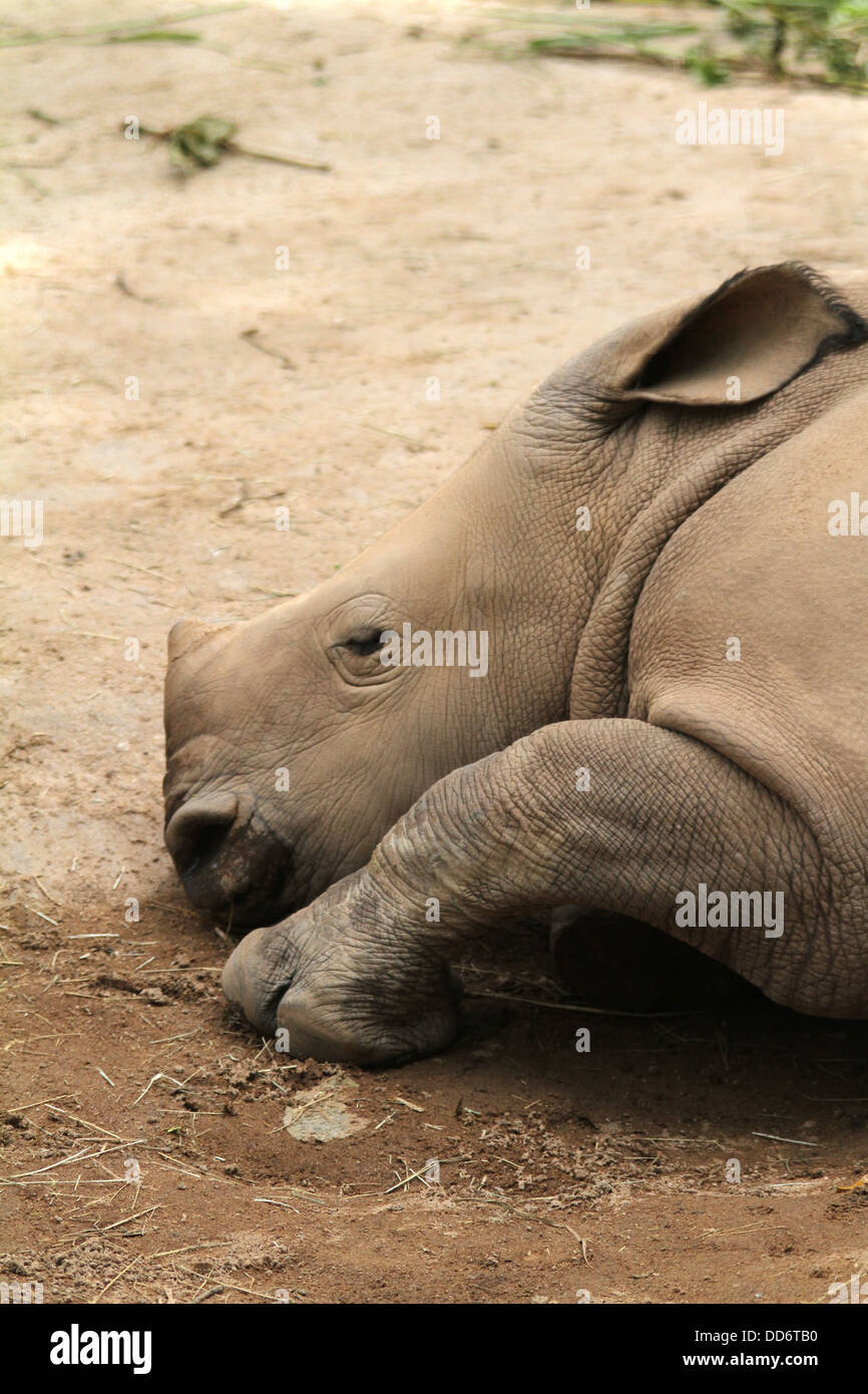 A shot of rhinos in captivity Stock Photo - Alamy