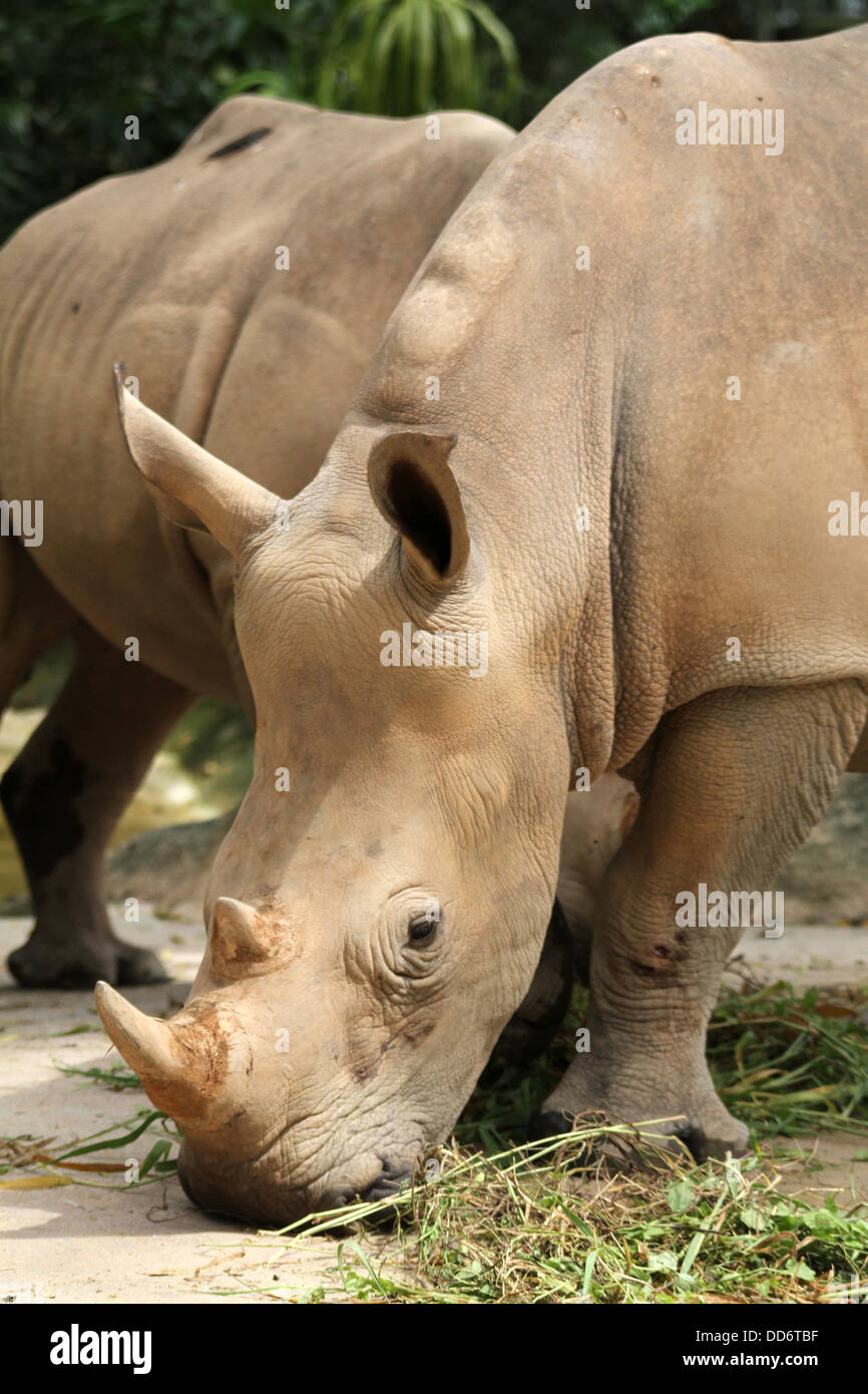 A shot of rhinos in captivity Stock Photo - Alamy