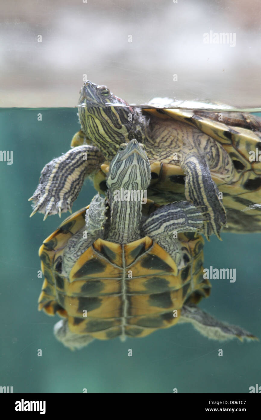 A wild life shot of a turtles in captivity Stock Photo - Alamy