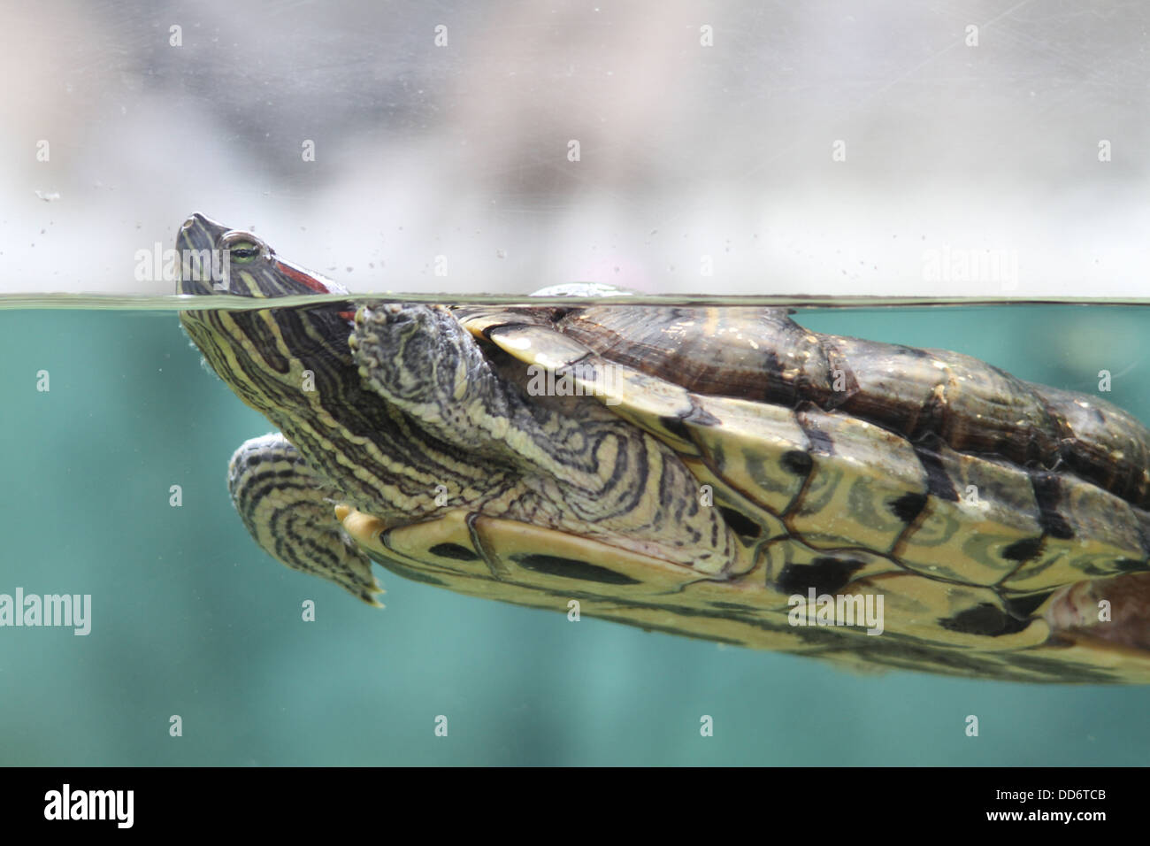 Turtles in captivity hi-res stock photography and images - Alamy