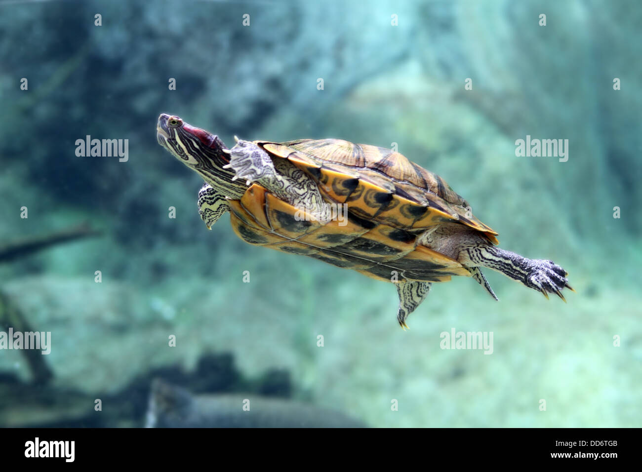 Turtles in captivity hi-res stock photography and images - Alamy