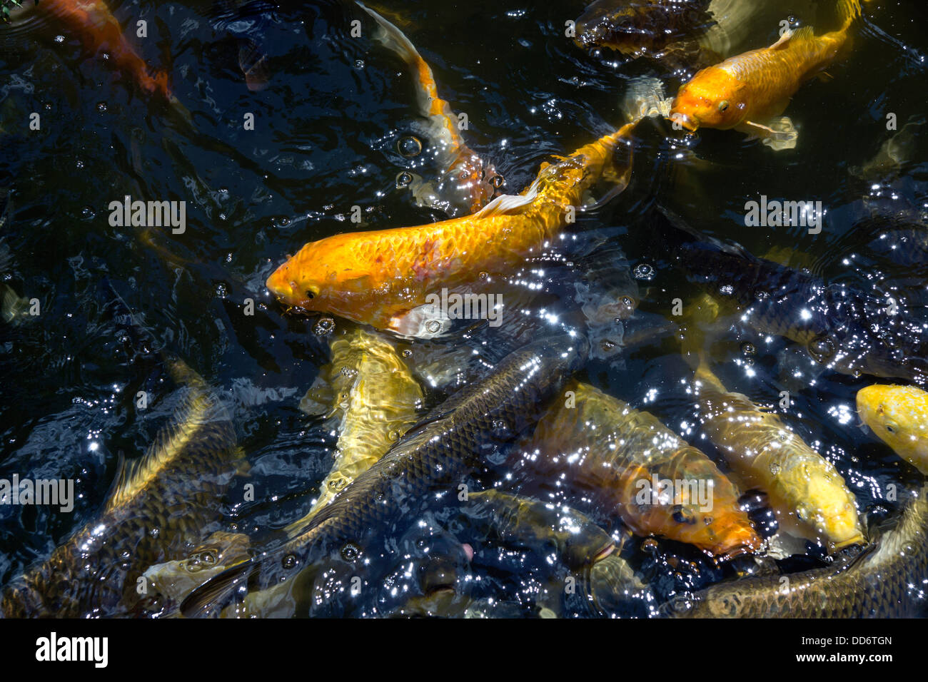Japanese carps hi-res stock photography and images - Alamy