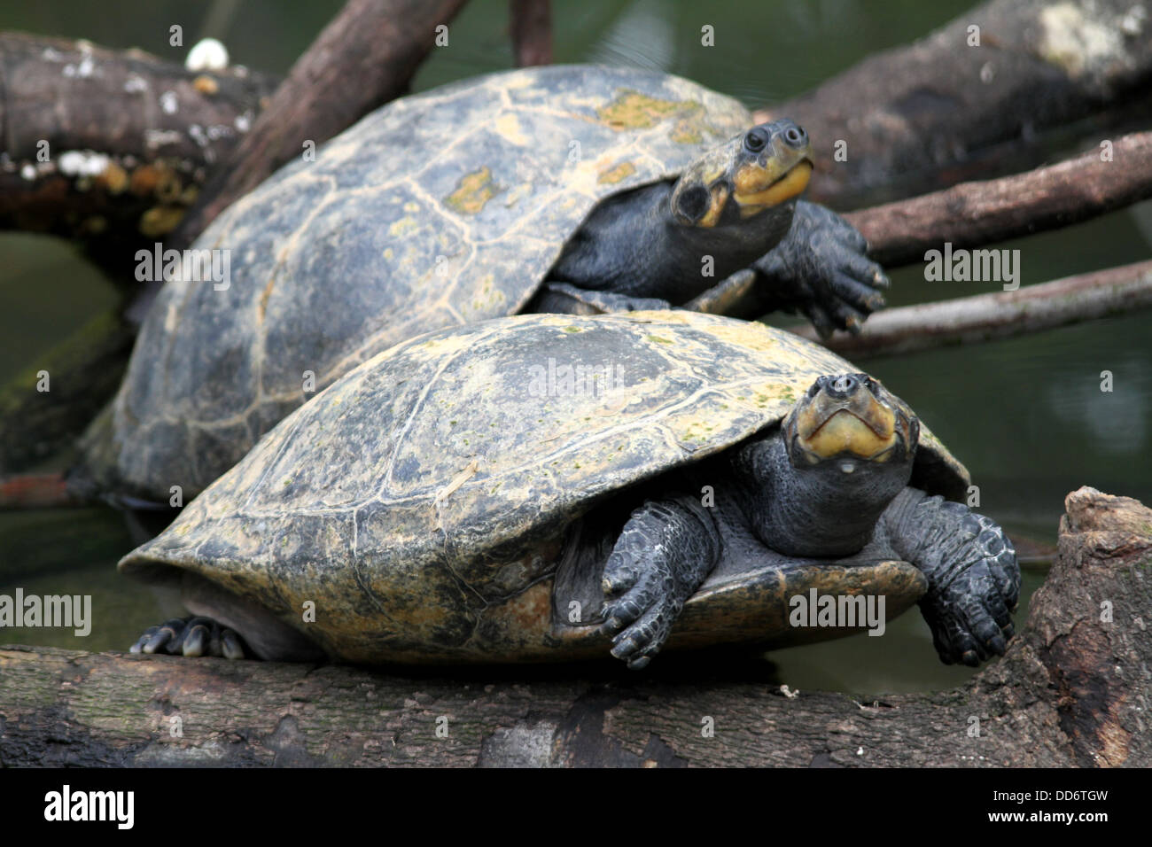 A wild life shot of a turtles in captivity Stock Photo - Alamy