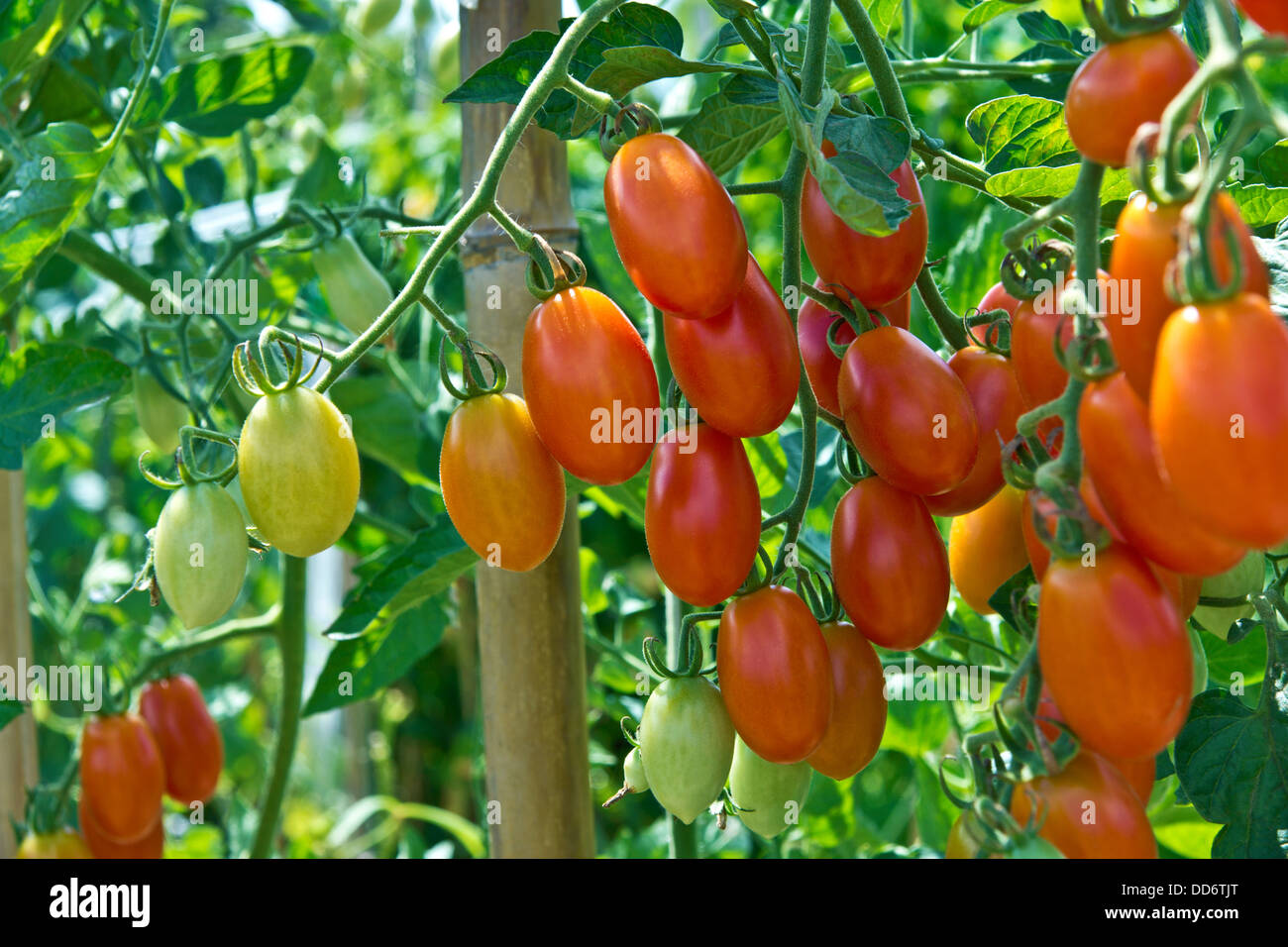 Tomatoes mini hi-res stock photography and images - Alamy