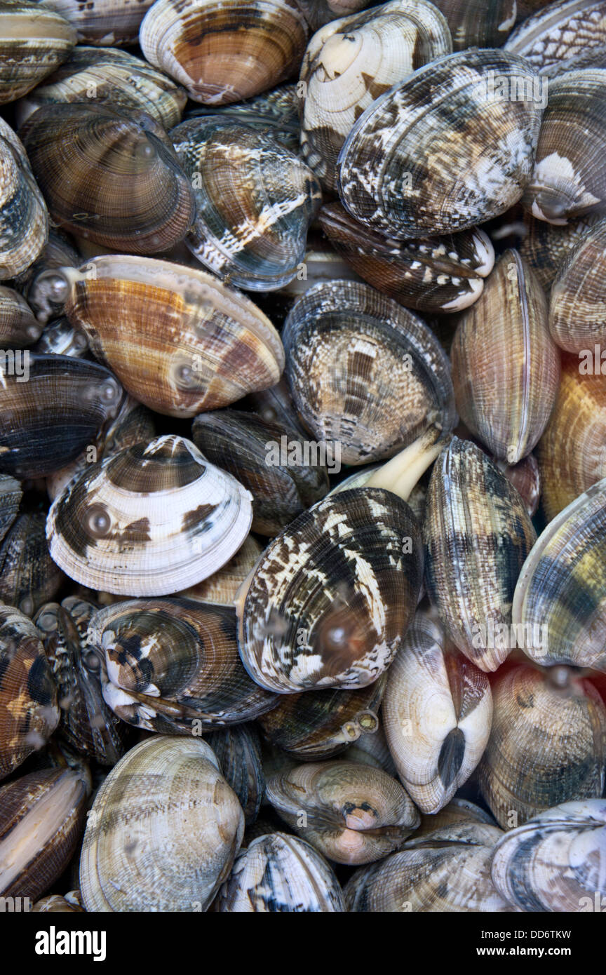 Clam shells seafood hi-res stock photography and images - Alamy