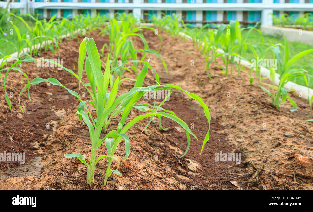 Young corn plants thrive in hi-res stock photography and images - Alamy
