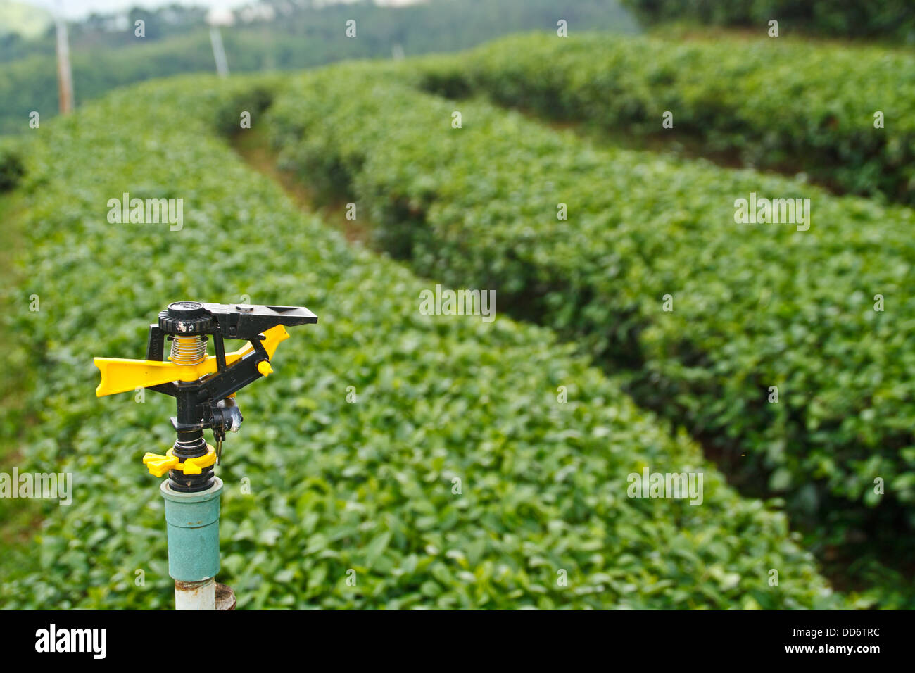 Automatic sprinkler hi-res stock photography and images - Alamy