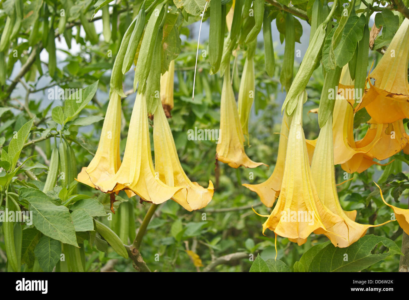 Beautiful bell hi-res stock photography and images - Alamy