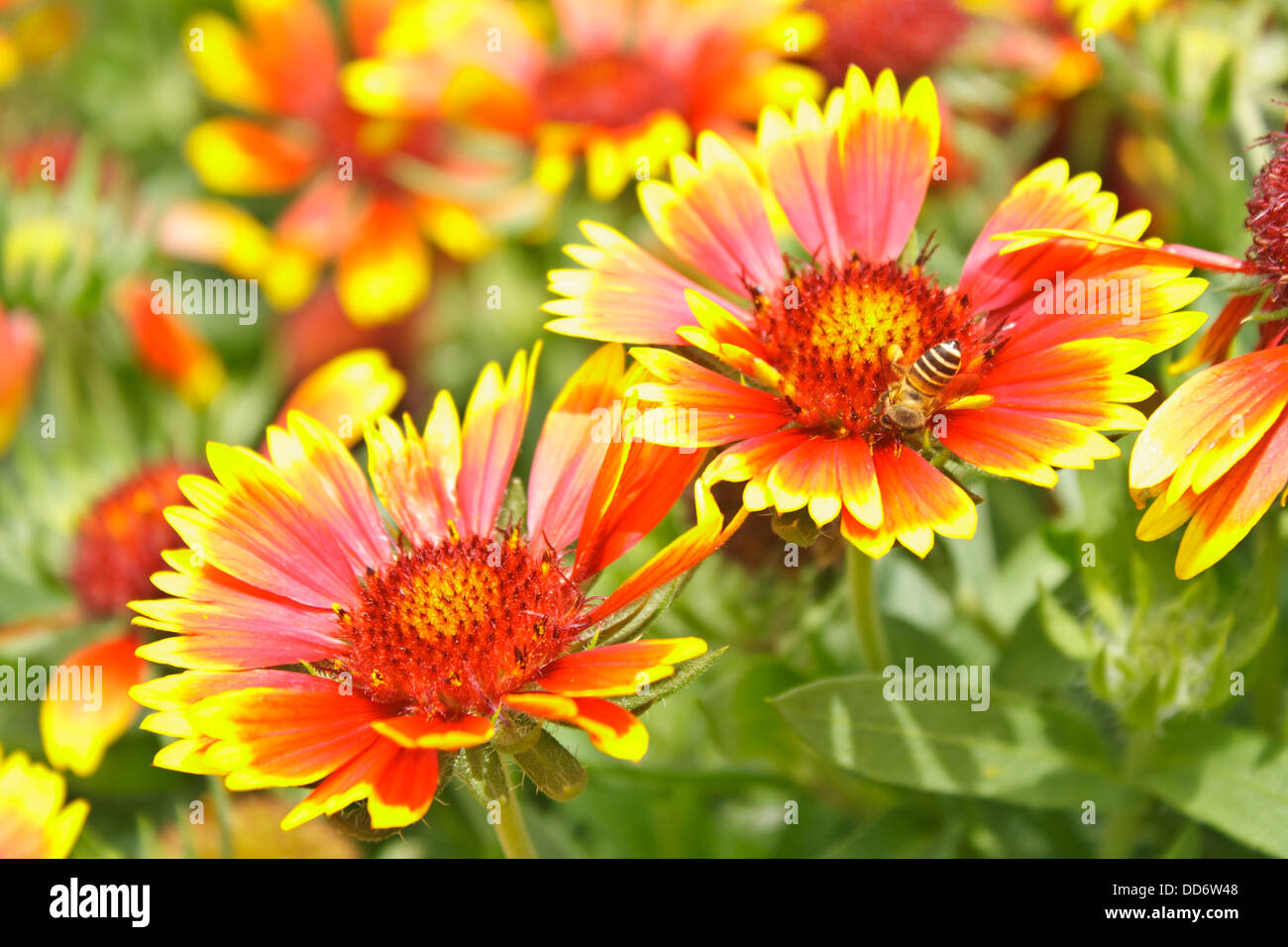 Swarm of flowers hi-res stock photography and images - Alamy