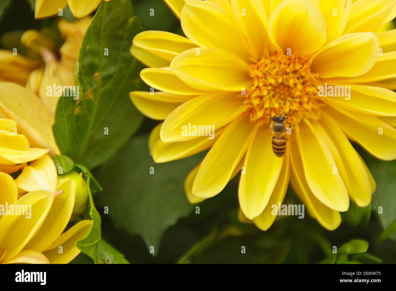 Bee swarm yellow flowers in the garden Stock Photo - Alamy