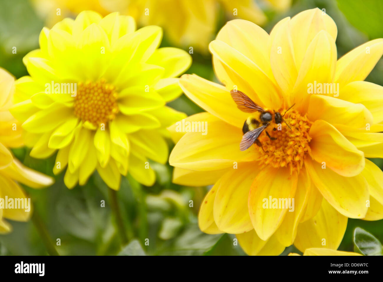 Bee swarm yellow flowers in the garden Stock Photo - Alamy