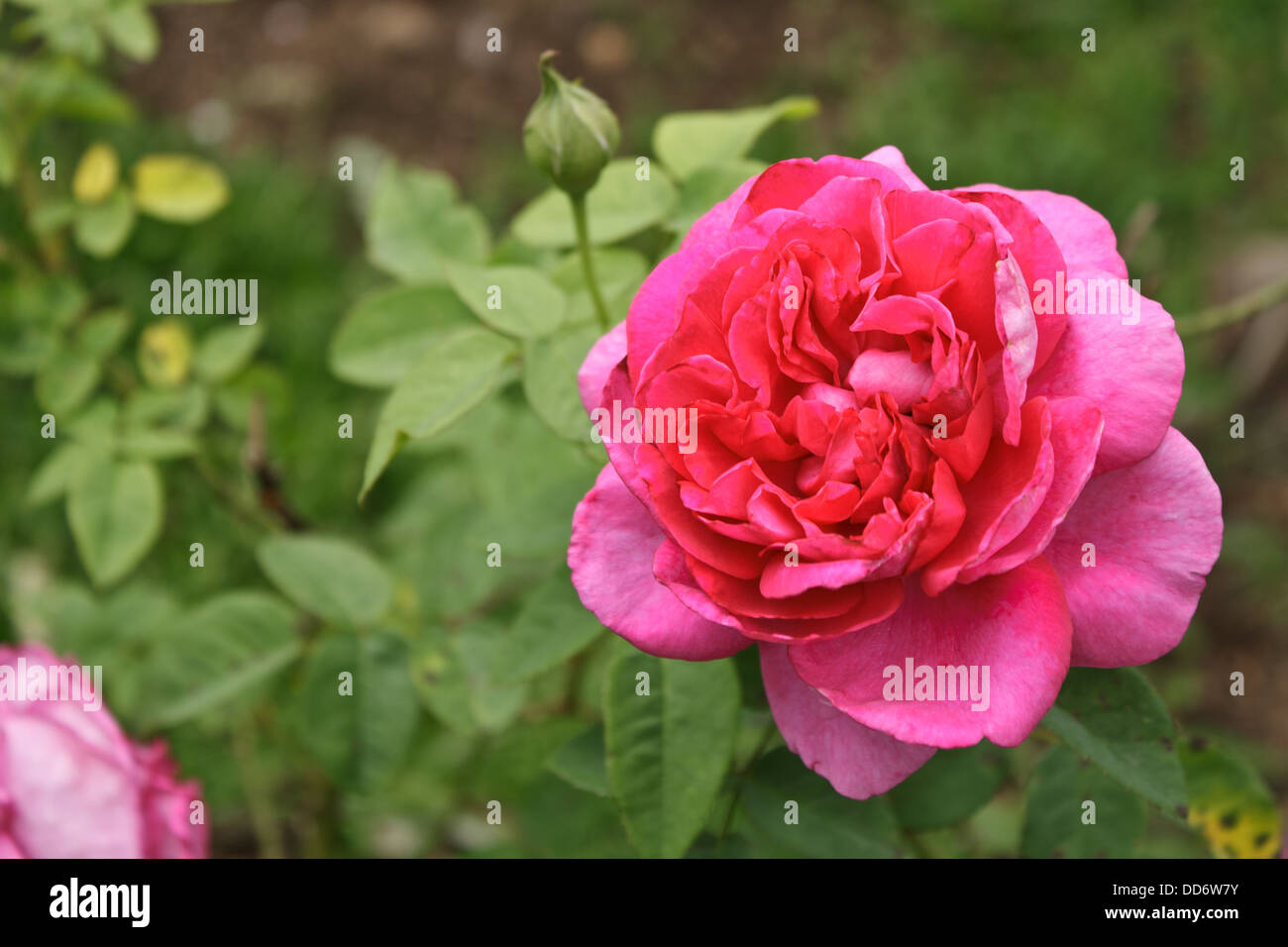 Beautiful red rose blooming in the garden Stock Photo - Alamy