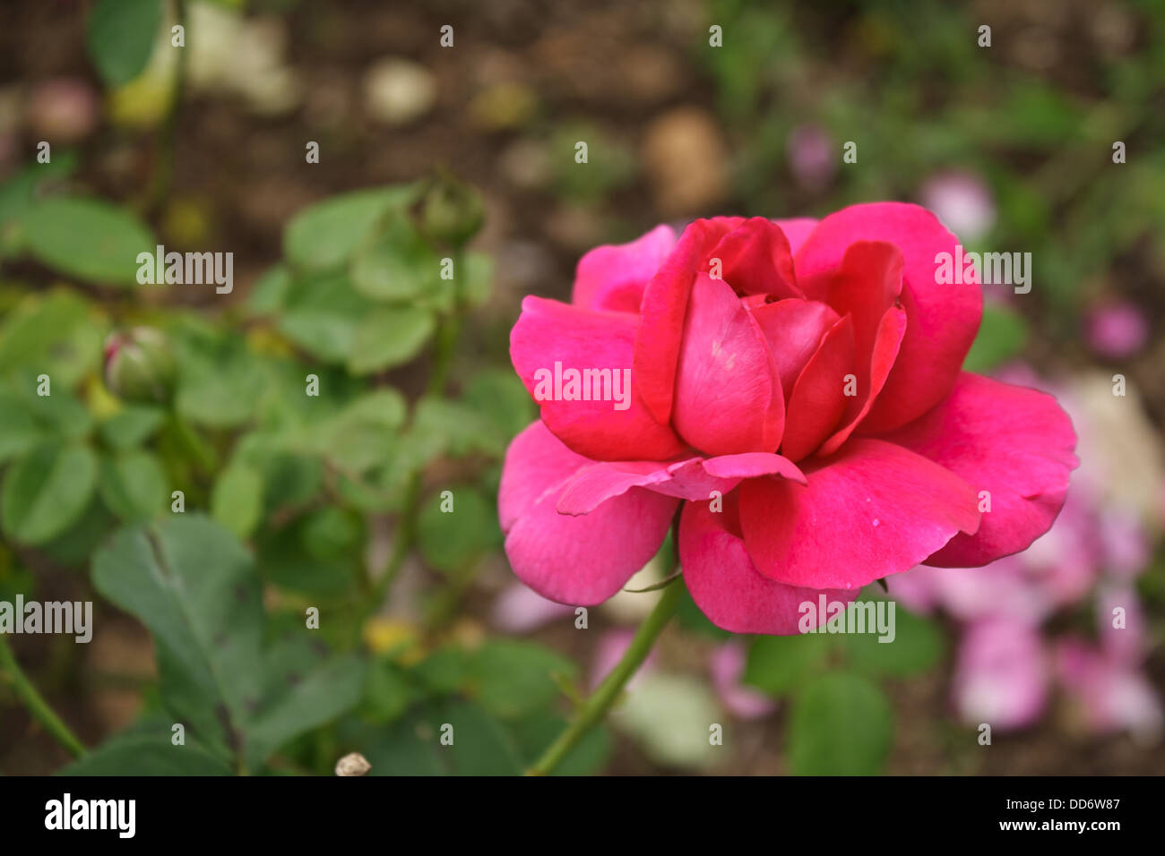 Beautiful red rose blooming in the garden Stock Photo - Alamy