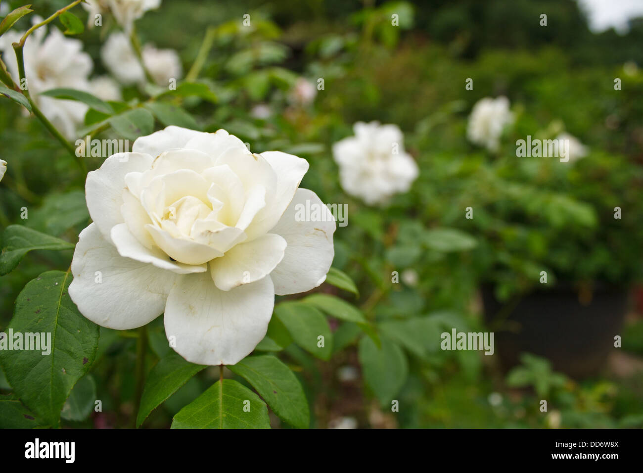 Beautiful white rose blooming in the garden Stock Photo - Alamy