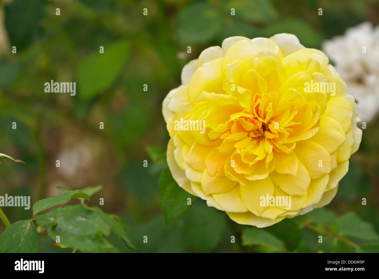 Beautiful yellow rose blooming in the garden Stock Photo - Alamy
