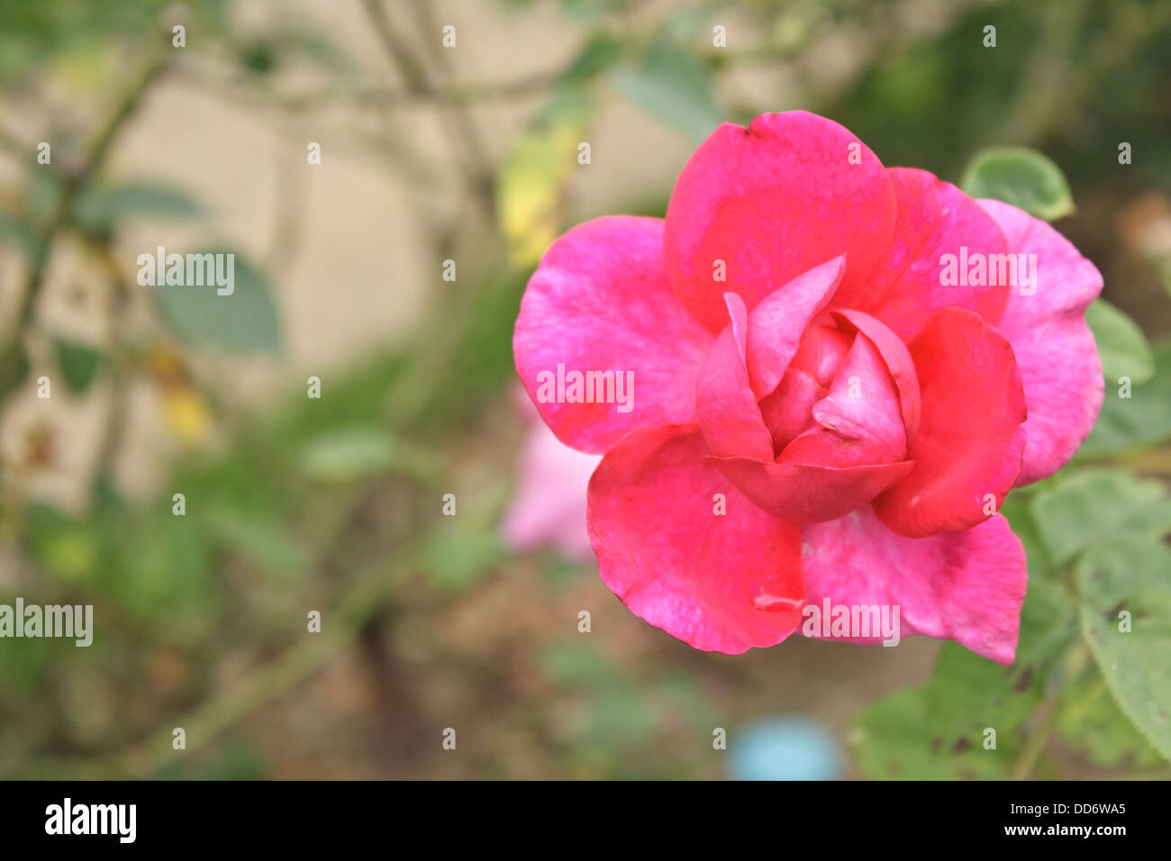 Red rose blooming hi-res stock photography and images - Alamy