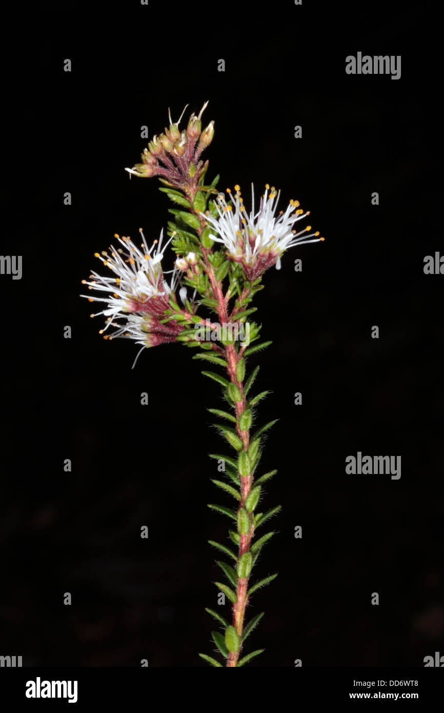 Close up buchu flowers agathosma ciliaris hi-res stock photography and ...